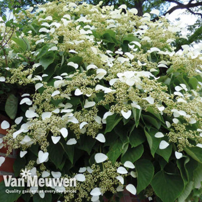 Hydrangea anomala subsp. Petiolaris (Climbing-Hydrangea)1.7 Litre ...
