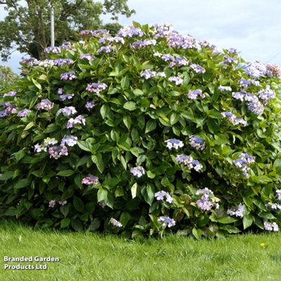 Hydrangea Aspera Macrophylla 3.6 Litre Potted Plant x 1