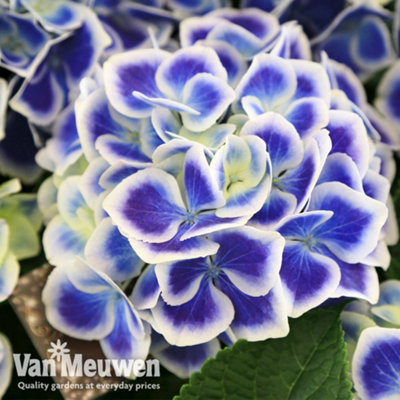 Hydrangea Bicolor Bavaria - 1 Potted Plant