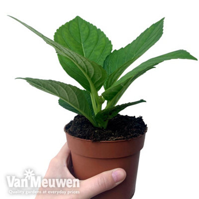 hydrangea bicolor bavaria