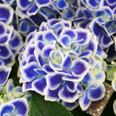 Hydrangea Bicolor Bavaria 10.5cm Potted Plant x 3