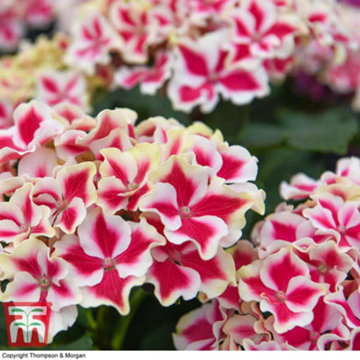 Hydrangea Bicolor Camila - 1 Potted Plant | DIY at B&Q