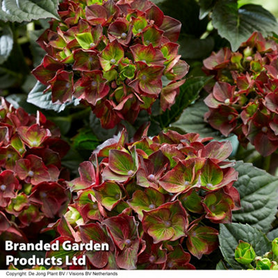 Hydrangea Black Knight 2 Litre Potted Plant x 1