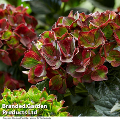 Hydrangea Black Knight 2 Litre Potted Plant x 1