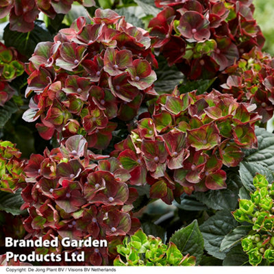 Hydrangea Black Knight 2 Litre Potted Plant x 1