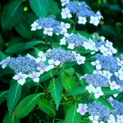 Hydrangea Blue Bird Garden Plant - Blue Lacecap Flowers, Compact Size, Hardy (15-25cm Height ...