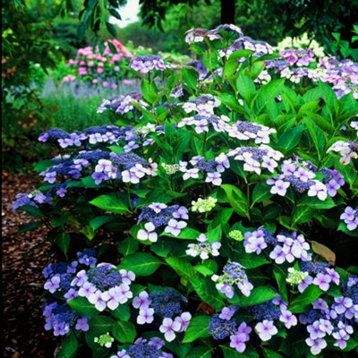 Hydrangea Blue Bird Garden Plant - Blue Lacecap Flowers, Compact Size, Hardy (15-25cm Height ...