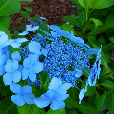 Hydrangea Blue Bird Garden Plant - Blue Lacecap Flowers, Compact Size, Hardy (15-25cm Height ...