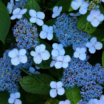 Hydrangea Blue Bird Garden Plant - Blue Lacecap Flowers, Compact Size ...
