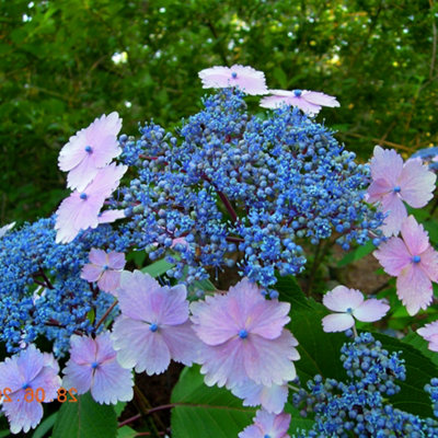 Hydrangea Blue Bird Garden Plant - Blue Lacecap Flowers, Compact Size, Hardy (15-25cm Height ...