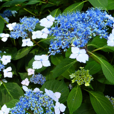 Hydrangea Blue Bird Garden Plant - Blue Lacecap Flowers, Compact Size, Hardy (15-25cm Height ...