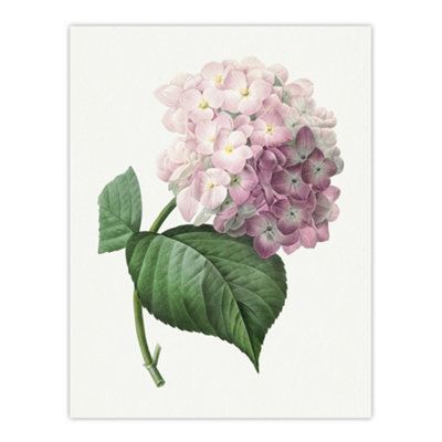 Hydrangea Botanical Illustration Redoute Vintage Wall Art Poster Print ...