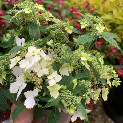Hydrangea Cloud Nine 3 Litre Pot Stunning White Lacecap Flowers Hardy ...