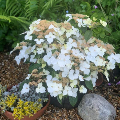 Hydrangea Cloud Nine 3 Litre Pot Stunning White Lacecap Flowers Hardy ...
