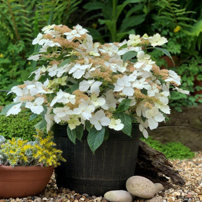 Hydrangea Cloud Nine 3 Litre Pot Stunning White Lacecap Flowers Hardy ...
