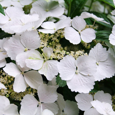 Buy Hydrangea Cloud Nine 3 x 9cm Pot - Compact Hardy Deciduous Summer to Autumn Garden Ready ...