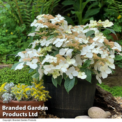 Hydrangea Cloud Nine 9cm Potted Plant x 1 | DIY at B&Q