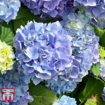 Hydrangea Early Blue 10.5cm Pot x 1