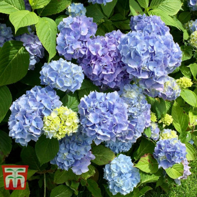 Hydrangea Early Blue 10.5cm Pot x 2 | DIY at B&Q