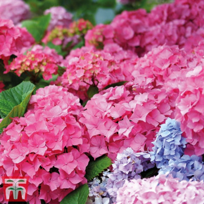 Hydrangea Early Pink 10.5cm Pot x 1