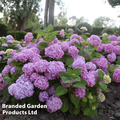 Hydrangea Endless Summer The Original 3 Litre Potted Plant x 1