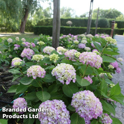 Hydrangea Endless Summer The Original 3 Litre Potted Plant x 1