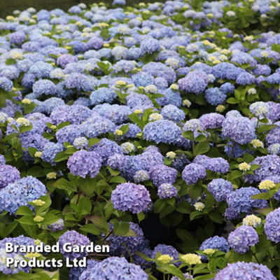 Hydrangea Endless Summer The Original 3 Litre Potted Plant x 1