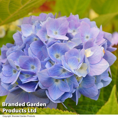 Hydrangea Endless Summer The Original 3 Litre Potted Plant x 1