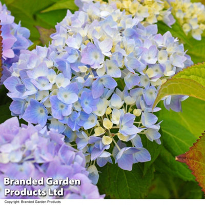 Hydrangea Endless Summer The Original 3 Litre Potted Plant x 1