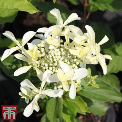 Hydrangea Great Star 3.6 Litre Potted Plant x 1