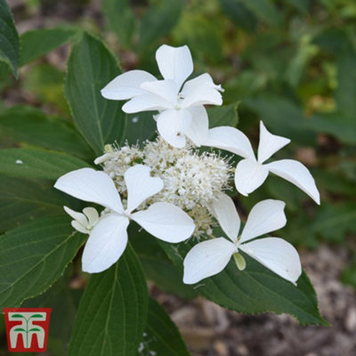Hydrangea Great Star 3.6 Litre Potted Plant x 1