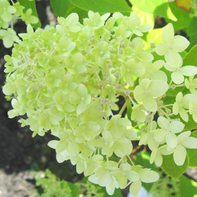 Hydrangea Limelight Garden Plant - Vibrant Lime-Green Blooms, Compact ...