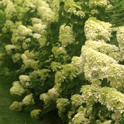 Hydrangea Limelight Garden Plant - Vibrant Lime-Green Blooms, Compact ...