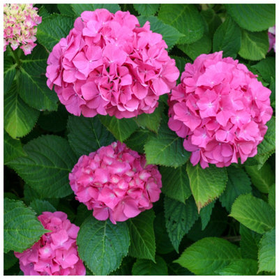 Hydrangea Macrophylla Alpengluhen / Glowing Embers In 2L Pot 3FATPIGS