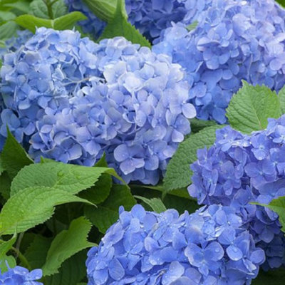 Hydrangea macrophylla Blue Danube 3 Litre Potted Plant x 2