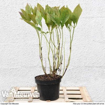 Hydrangea macrophylla Blue Danube 3 Litre Potted Plant x 3