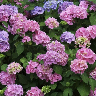 Hydrangea macrophylla 'Bouquet Rose' in a 9cm Pot - Add Colour to Your ...