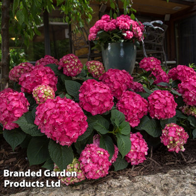 Hydrangea Macrophylla Endless Summer Summer Love 3 Litre Potted Plant