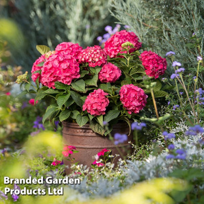 Hydrangea Macrophylla Endless Summer Summer Love 3 Litre Potted Plant