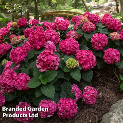 Hydrangea Macrophylla Endless Summer Summer Love 3 Litre Potted Plant