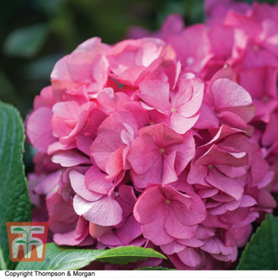 Hydrangea macrophylla King George V 3.6 Litre Potted Plant x 1 | DIY at B&Q