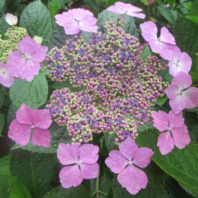 Hydrangea macrophylla 'Mariesii Perfecta' - Lacecap shrub, blue or pink ...
