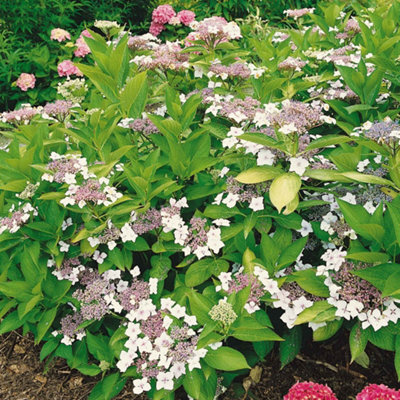 Hydrangea macrophylla 'Mariesii Perfecta' - Lacecap shrub, blue or pink ...