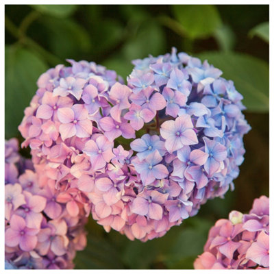 Hydrangea Macrophylla Pink Dream in 2L Pot, Beautiful Pink Blue Flowers