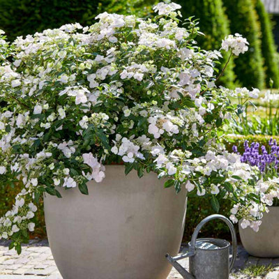Hydrangea macrophylla Runaway Bride (13cm Potted Plant) 1 Litre Potted ...