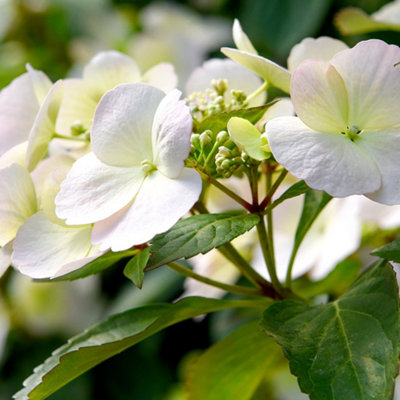 Hydrangea macrophylla Runaway Bride (13cm Potted Plant) 1 Litre Potted ...