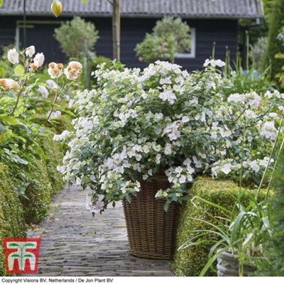 Hydrangea macrophylla Runaway Bride (13cm Potted Plant) 1 Litre Potted ...