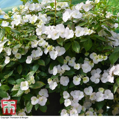 Hydrangea macrophylla Runaway Bride (13cm Potted Plant) 1 Litre Potted ...