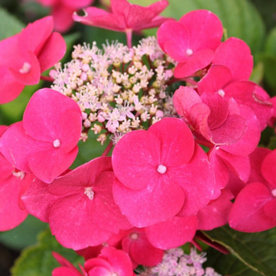Hydrangea macrophylla Teller Red Garden Plant - Red Mophead Flowers ...