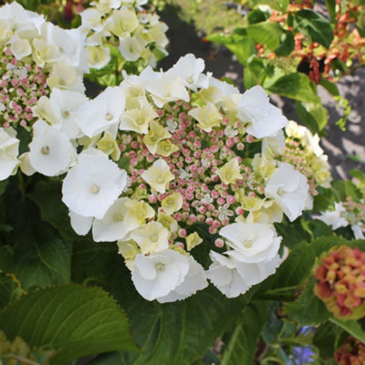 Hydrangea macrophylla Teller White Garden Plant - White Mophead Flowers, Compact Size, Hardy (15 ...